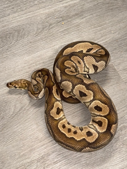 2021 Clown Het Hypo Het Vpi Axanthic Ball Python by Royal Ambassador ...