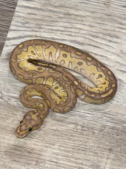 Lesser Hypo Clown Ball Python by Royal Ambassador Reptiles