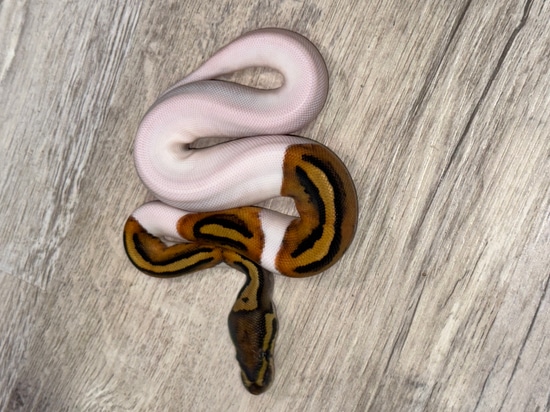 Piebald Het Hypo Het Ultramel Het Clown Ball Python by Royal Ambassador ...