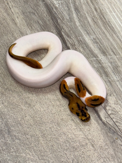 Leopard Clown Pied Ball Python by Royal Ambassador Reptiles