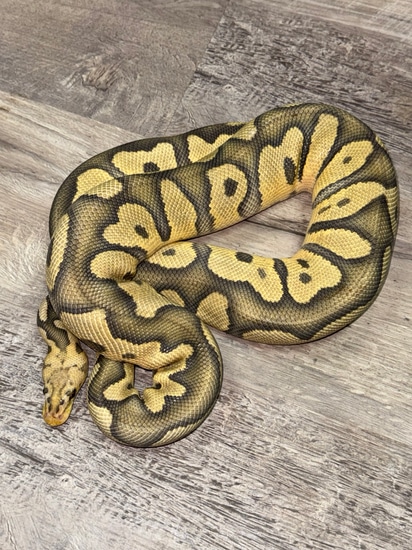 Pastel Chocolate Hypo Clown Ball Python by Royal Ambassador Reptiles