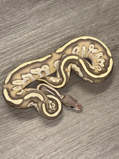 Hypo Fire Black Head Mojave Het Vpi Axanthic Ball Python by Royal Ambassador Reptiles