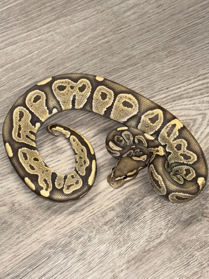 Hypo Chocolate Het Vpi Axanthic Ball Python by Royal Ambassador Reptiles