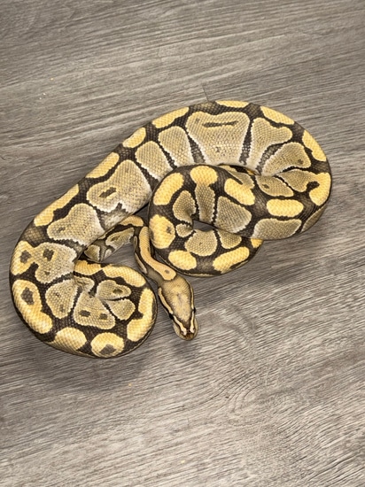 Vanilla Hypo Red Stripe Ball Python by Royal Ambassador Reptiles