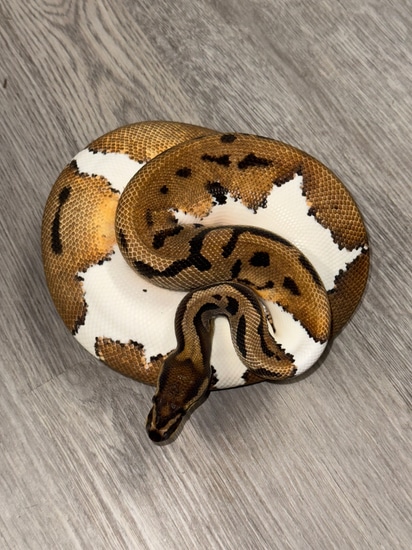 Orange Dream Leopard Piebald Het Ultramel Ball Python by Royal ...