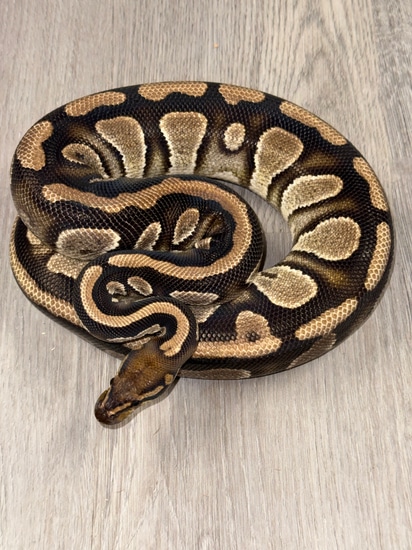 Mahogany Het Piebald Ball Python by Royal Ambassador Reptiles