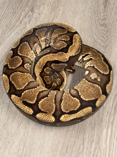 Red Stripe Yellowbelly Het Hypo Ball Python by Royal Ambassador Reptiles