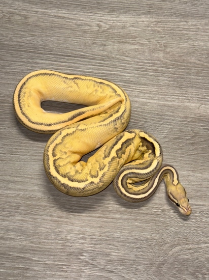 Hi Od Fire Black Pastel Hypo Possible Scrambler Ball Python by Royal ...