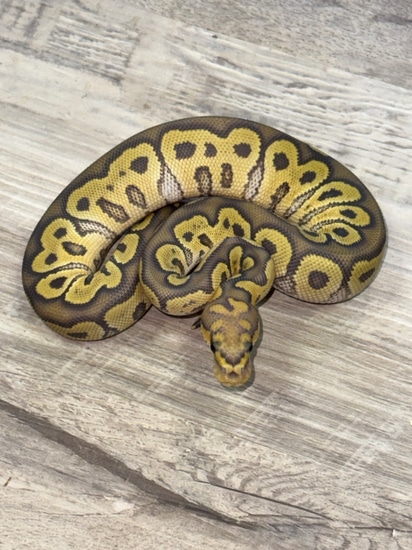 Hypo Clown Het Vpi Axanthic Ball Python by Royal Ambassador Reptiles