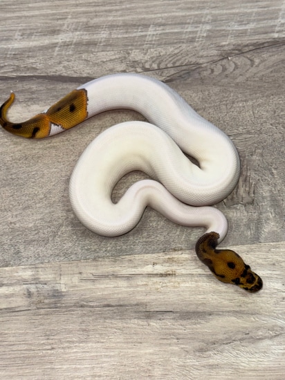 Leopard Clown Pied Ball Python by Royal Ambassador Reptiles