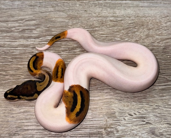 Piebald Het Ultramel Het Hypo Het Clown Ball Python by Royal Ambassador ...