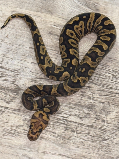 Ghi Confusion Clown Het Hypo Ball Python by Royal Ambassador Reptiles