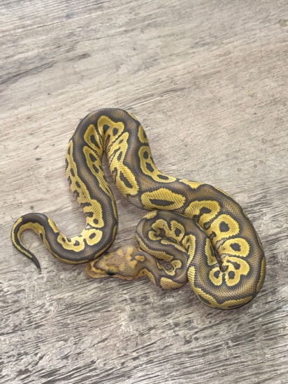 Hypo Clown Het Vpi Axanthic Ball Python by Royal Ambassador Reptiles