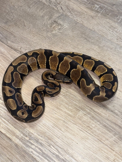 Nr Mandarin Het Hypo Ball Python by Royal Ambassador Reptiles