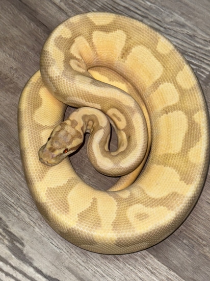 Enchi Fire Pastel Ultramel Het Piebald Ball Python by Royal Ambassador ...