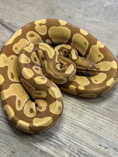 Ultramel Het Clown Het Hypo Ball Python by Royal Ambassador Reptiles