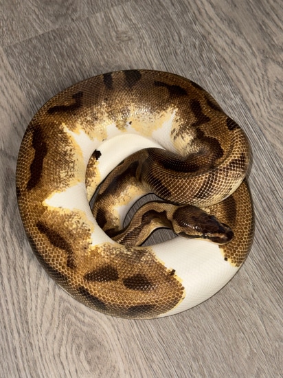 Enchi Piebald Het Lavender Ball Python by Royal Ambassador Reptiles