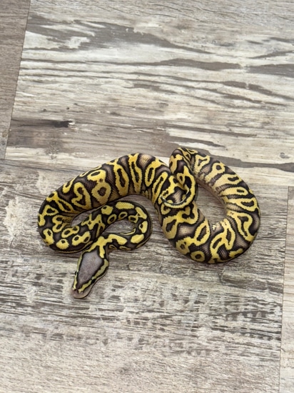 Pastel Yellow Belly Hypo Het Vpi Axanthic Het Clown Ball Python by ...