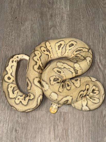 Hypo Pastel Stranger Clown Ball Python by Royal Ambassador Reptiles