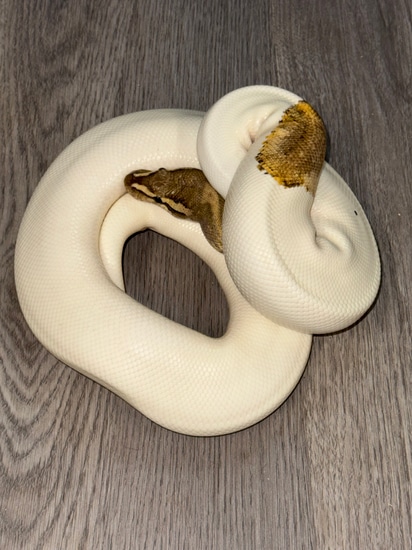 Fire Mahogany Pied Ball Python by Royal Ambassador Reptiles