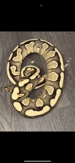 Desert Ghost Red Stripe Yellowbelly Het Clown 66 Het Gstripe Tested ...