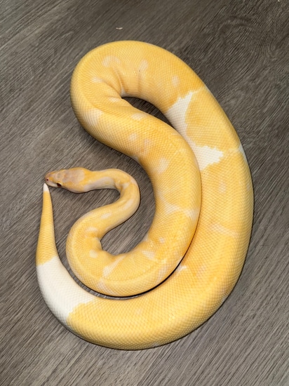 Orange Dream Enchi Lavender Piebald Ball Python by Royal Ambassador ...