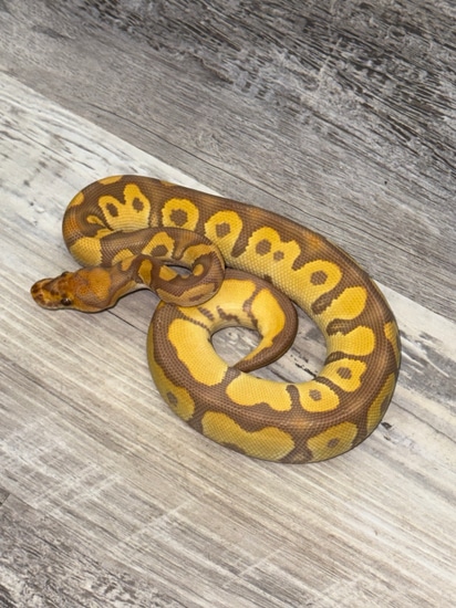 Ultramel Clown Het Piebald Ball Python by Royal Ambassador Reptiles