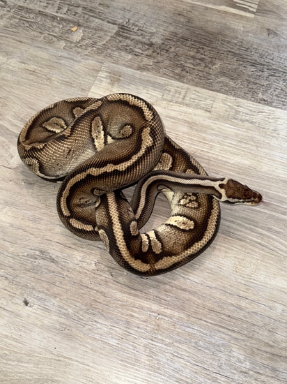Pastel Stranger Het Hypo Het Clown Ball Python by Royal Ambassador Reptiles