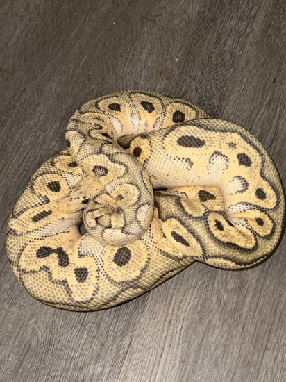 Pastel Hypo Clown Ball Python by Royal Ambassador Reptiles