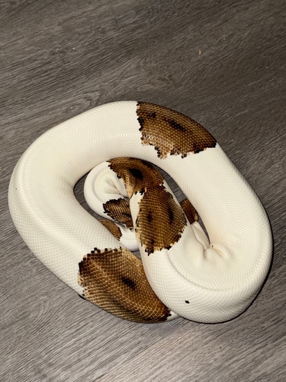 Od Pied Het Lavender Het Lavender Ball Python by Royal Ambassador Reptiles