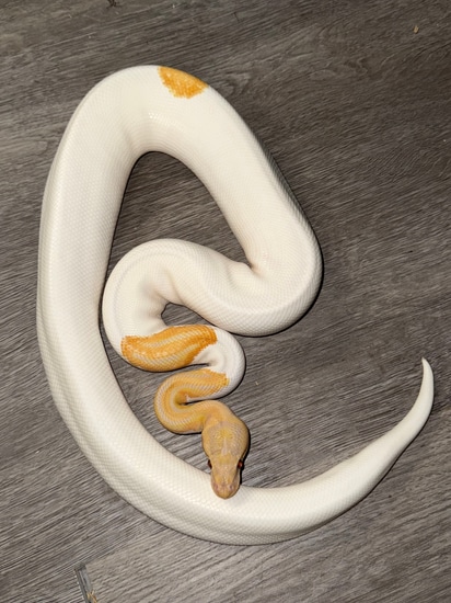 Lavender Yellowbelly Pied Ball Python by Royal Ambassador Reptiles