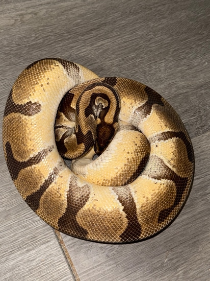 Od Enchi Het Lavender Het Piebald Ball Python by Royal Ambassador Reptiles