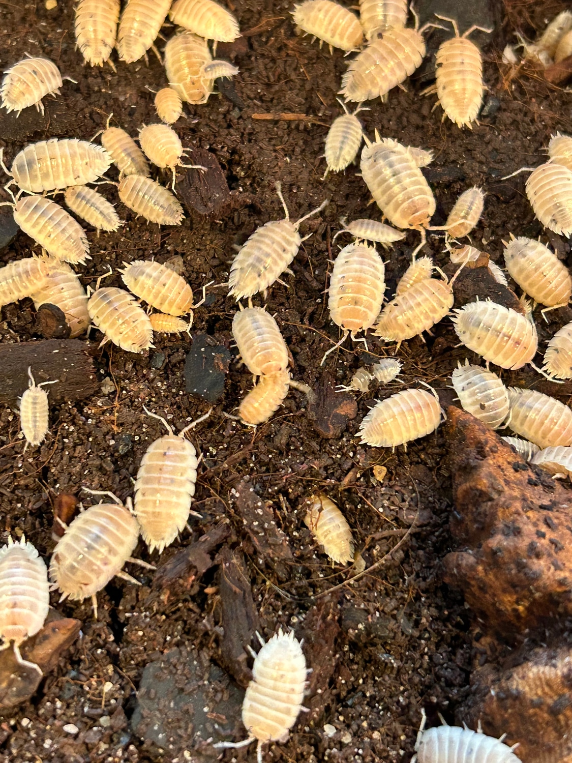 10+ Count White Isopod by Snake Experience - MorphMarket