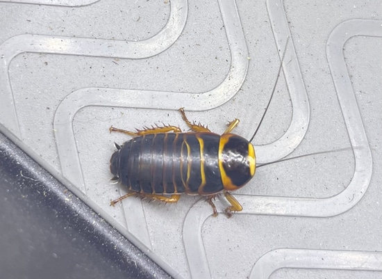 CBB Extinct Roach Cockroach by Keystone Exotics