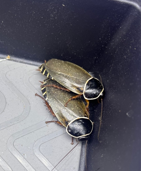 CBB Extinct Roach (S. Conserfarium) Cockroach by Keystone Exotics