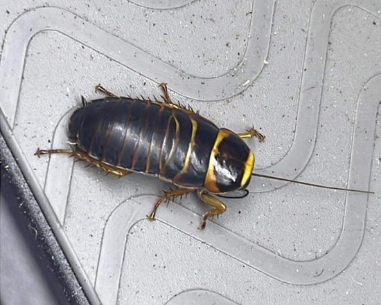 CBB Extinct Cave Roach (Simandoa Conserfarium) Cockroach by Keystone ...