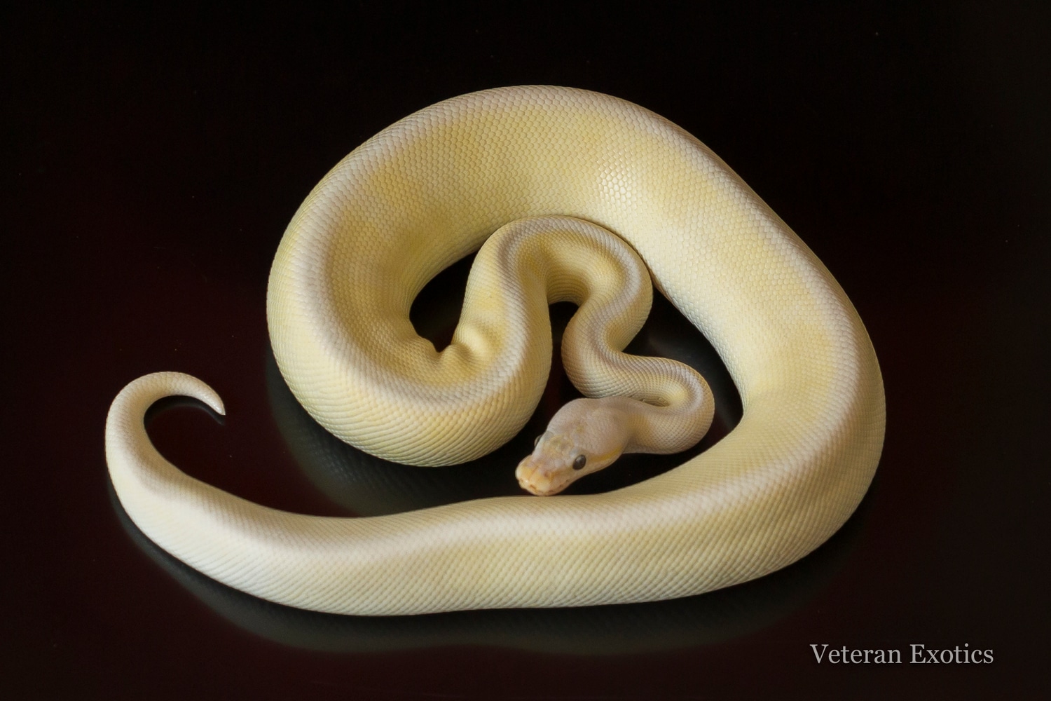 VPI Axanthic Banana Champagne Pastel (Poss Pinstripe) Ball Python by ...