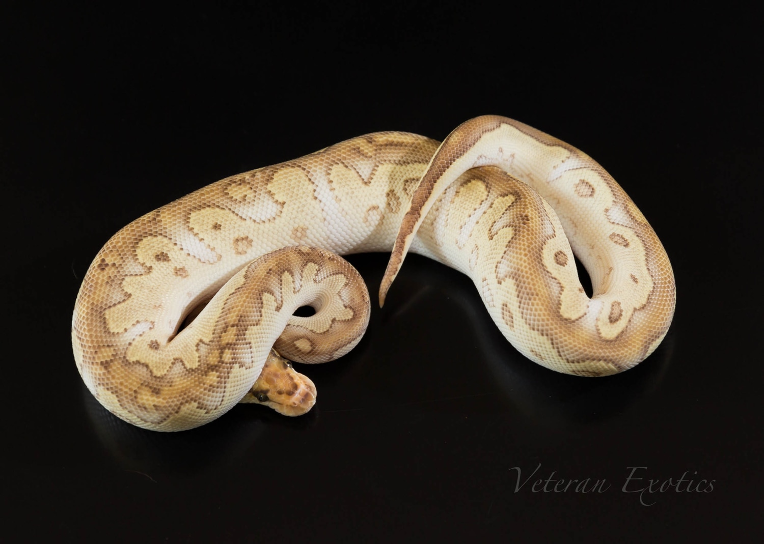 Orange Dream Butter Clown Ball Python by Veteran Exotics - MorphMarket