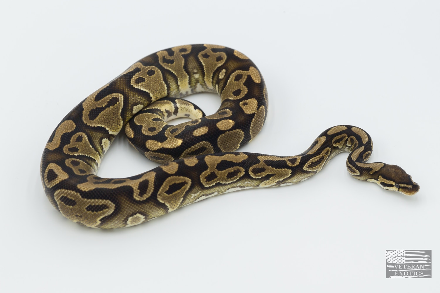 RTB Gravel Female Ball Python by Veteran Exotics - MorphMarket