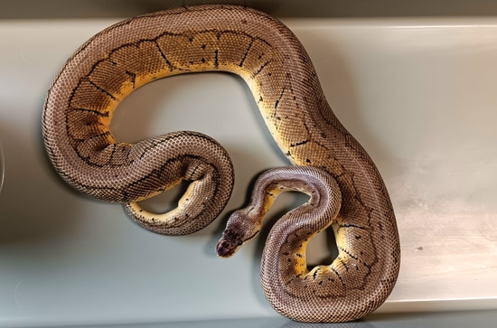 RTB- Pastel Pinstripe Het Desert Ghost Pos Het Hypo Ball Python by Veteran Exotics