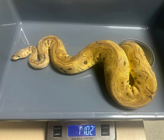 **Adult Pastel Clown 100% Het Desert Ghost** Ball Python by Veteran Exotics