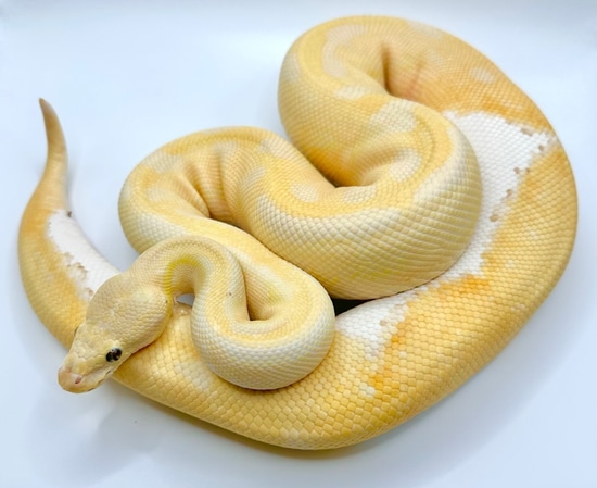 **PROVEN** Lavender Albino Pied (Dreamsicle) Ball Python by Veteran Exotics