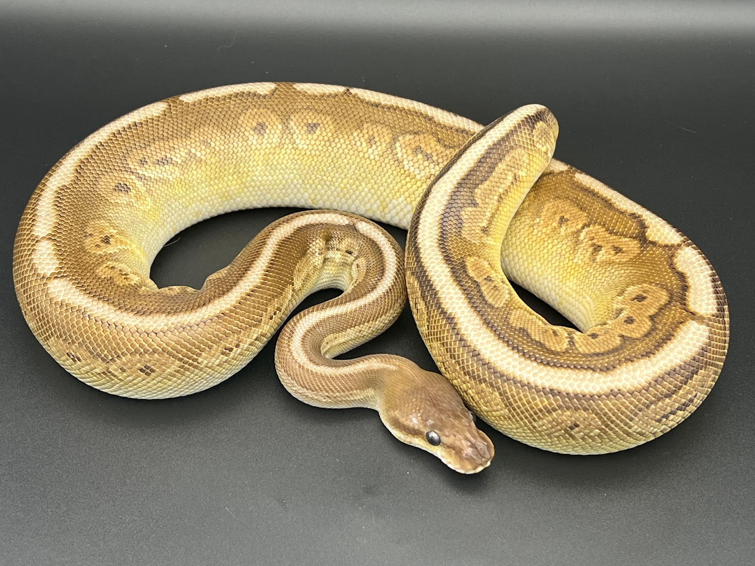 Cinnamon, Soul Sucker (HGW, Granite, Lesser) Ball Python by Cyber ...
