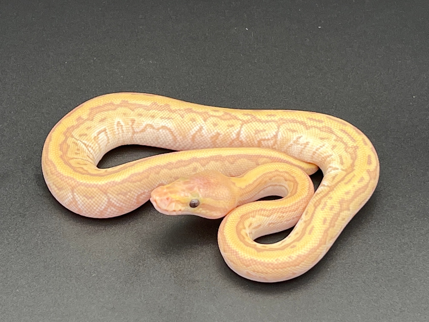 Banana, Mojave/Mystic, Pinstripe Ball Python by Cyber Serpents ...