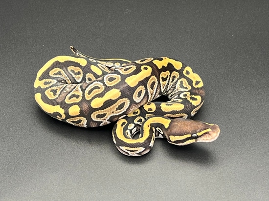 Mystic/Mojave Ball Python by Cyber Serpents
