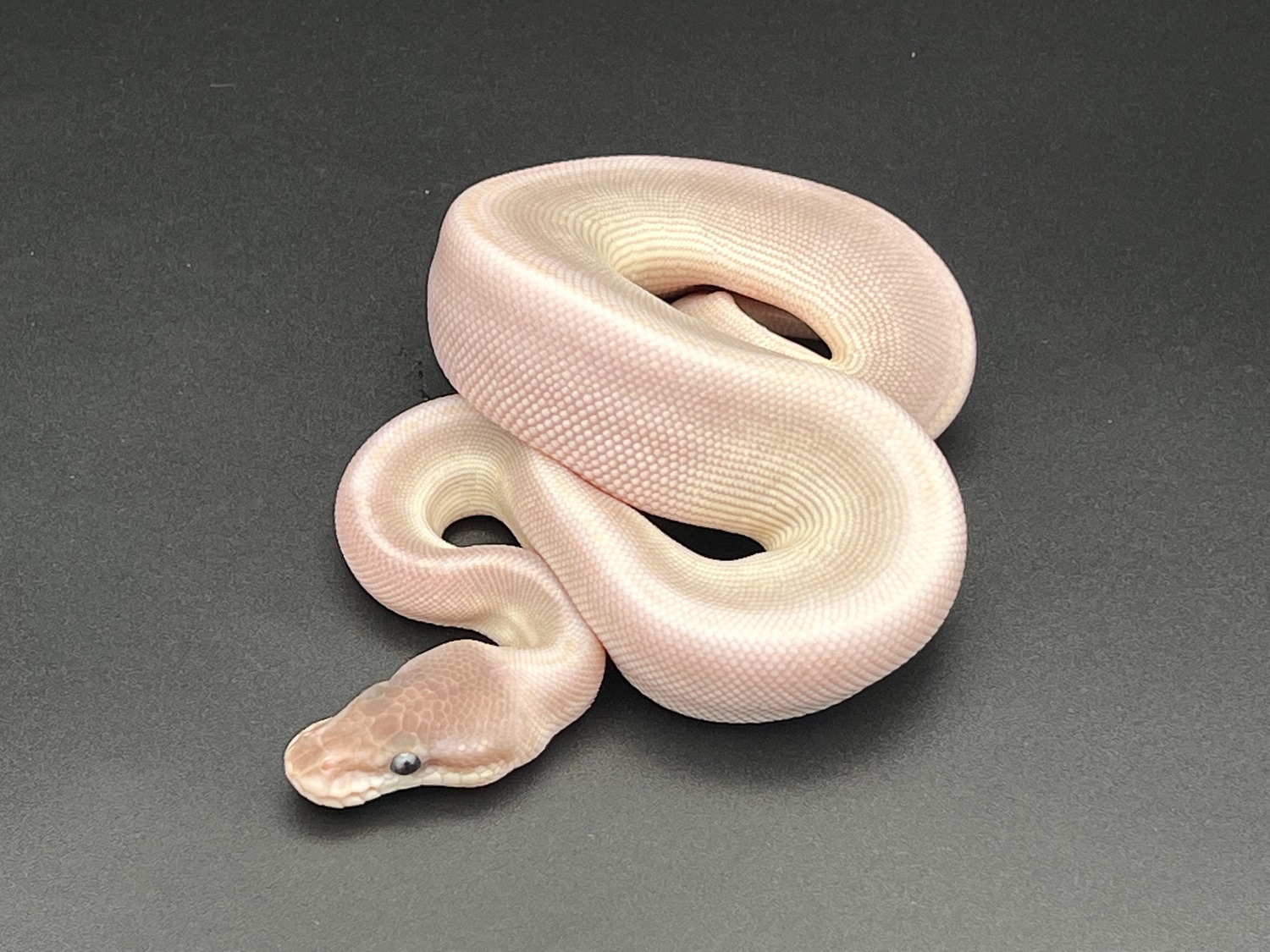 Mystic Potion (Mojave & Mystic), Pinstripe, Nanny Ball Python by Cyber ...