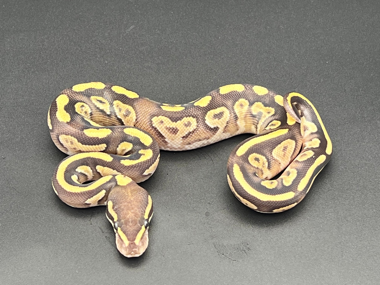 Mojave, Fire, Gravel/YB Ball Python by Cyber Serpents - MorphMarket