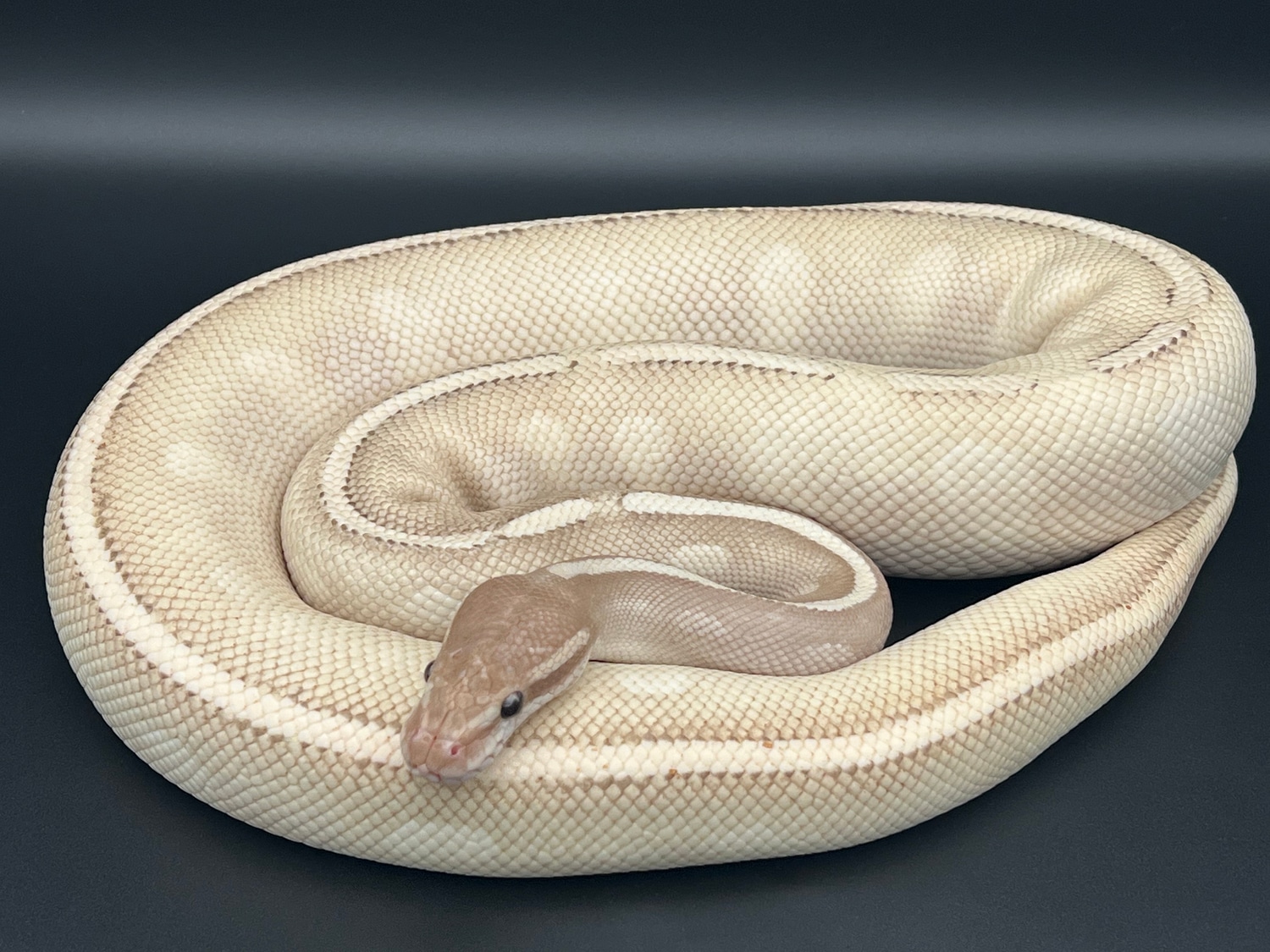 Banana, Mystic Potion Ball Python by Cyber Serpents - MorphMarket
