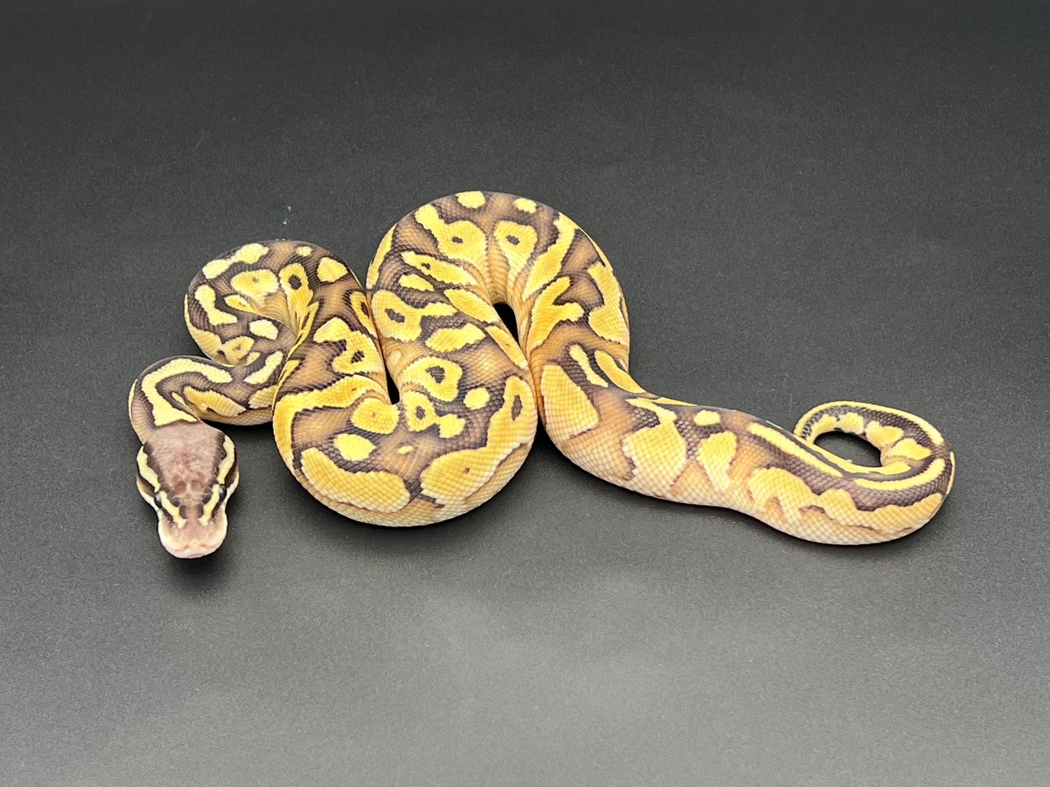 Pastel, Lesser, YellowBelly Ball Python by Cyber Serpents - MorphMarket