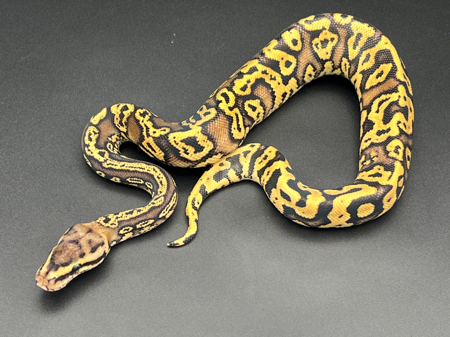 Pastel, Acid, YellowBelly, HGW, Granite (Free Shipping) Ball Python by ...